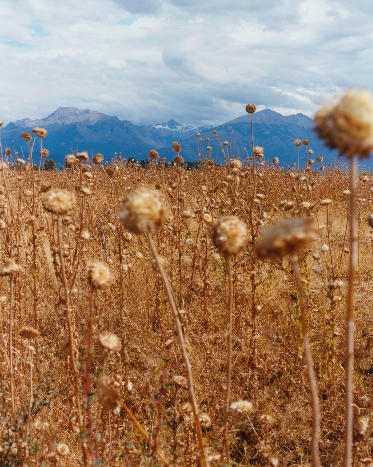 Tom Johnson shoots for The Plant Magazine — News — Mini Title